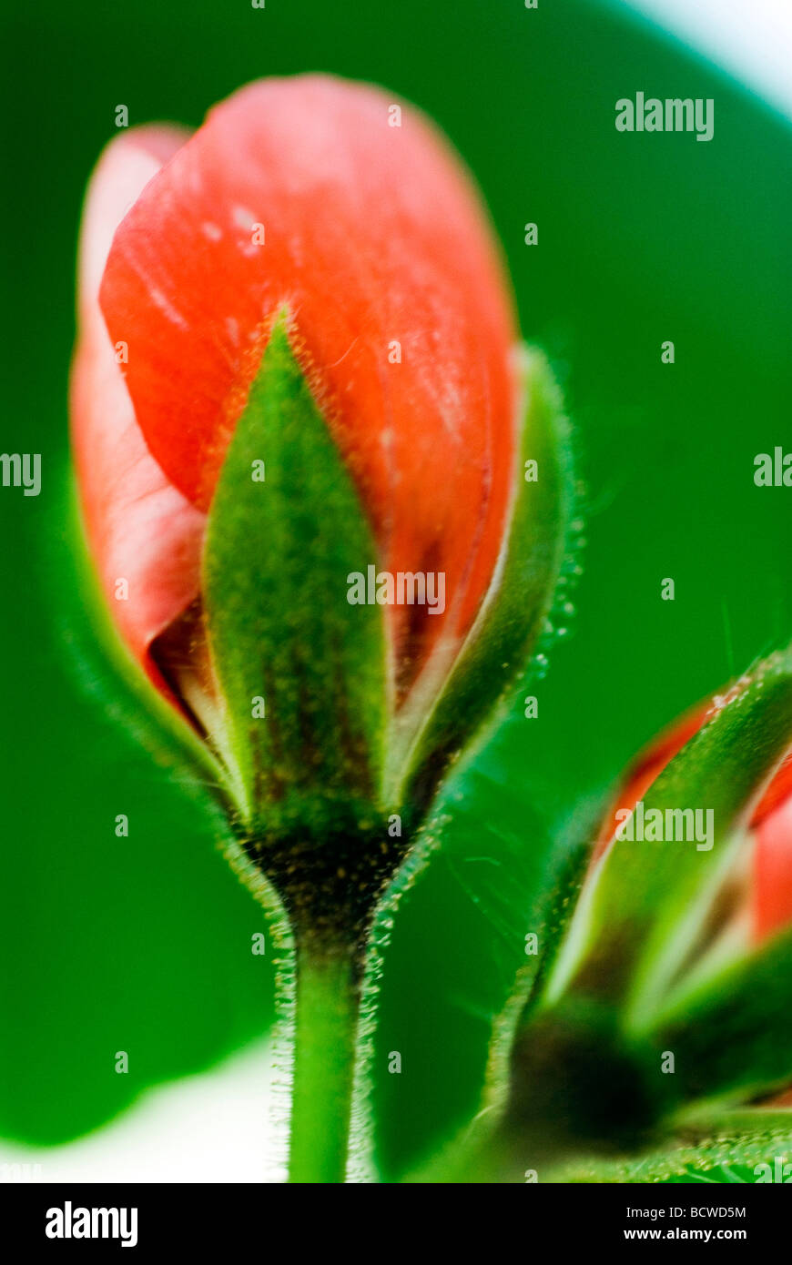 Red riding hood flower hi-res stock photography and images - Alamy
