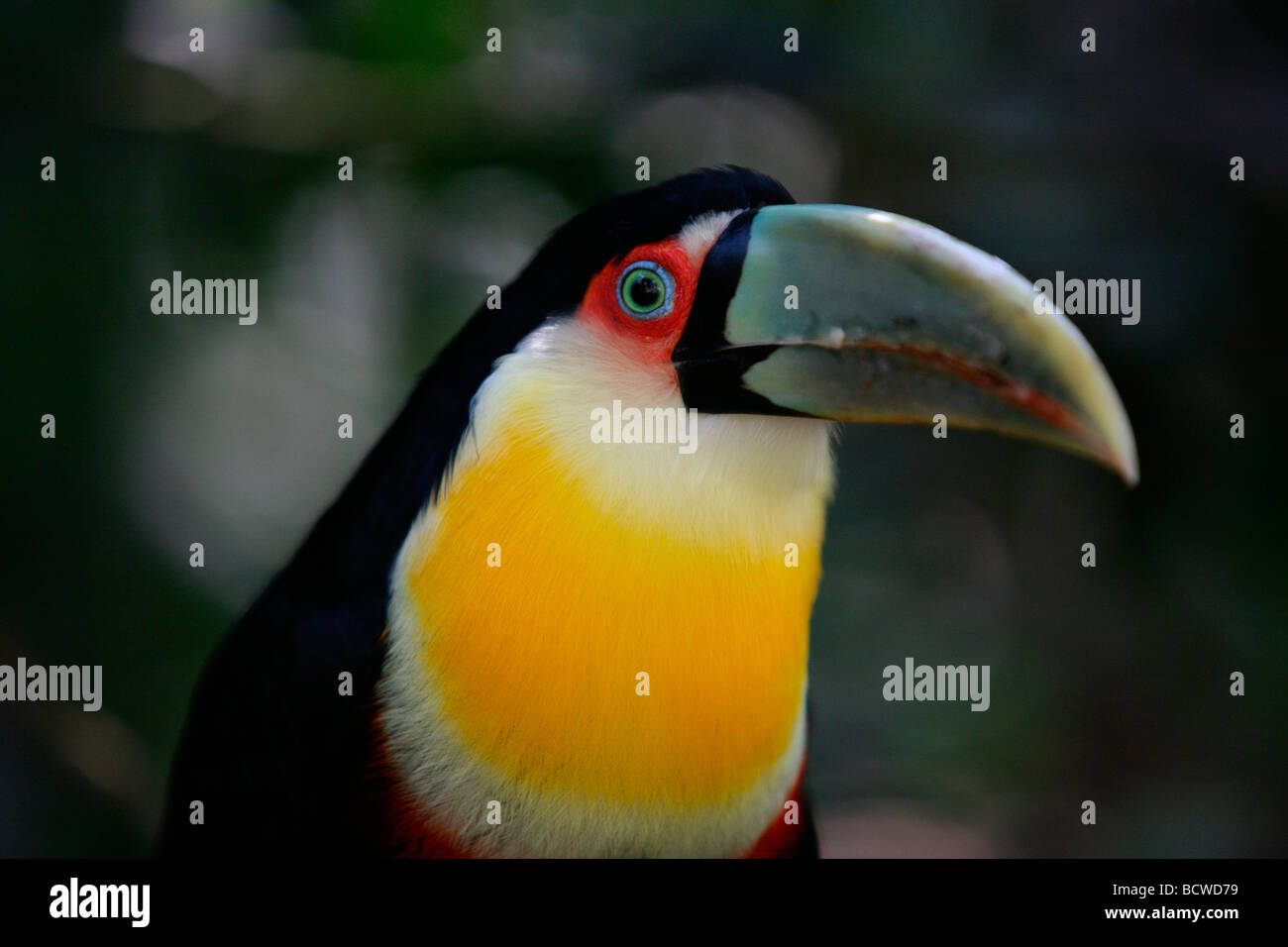 Close-up of a Toco Toucan (Ramphastos toco), Brazil Stock Photo - Alamy