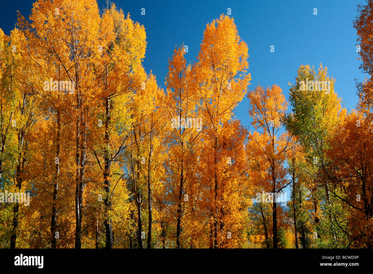 Aspen trees in a forest, Grand Teton National Park, Wyoming, USA Stock ...