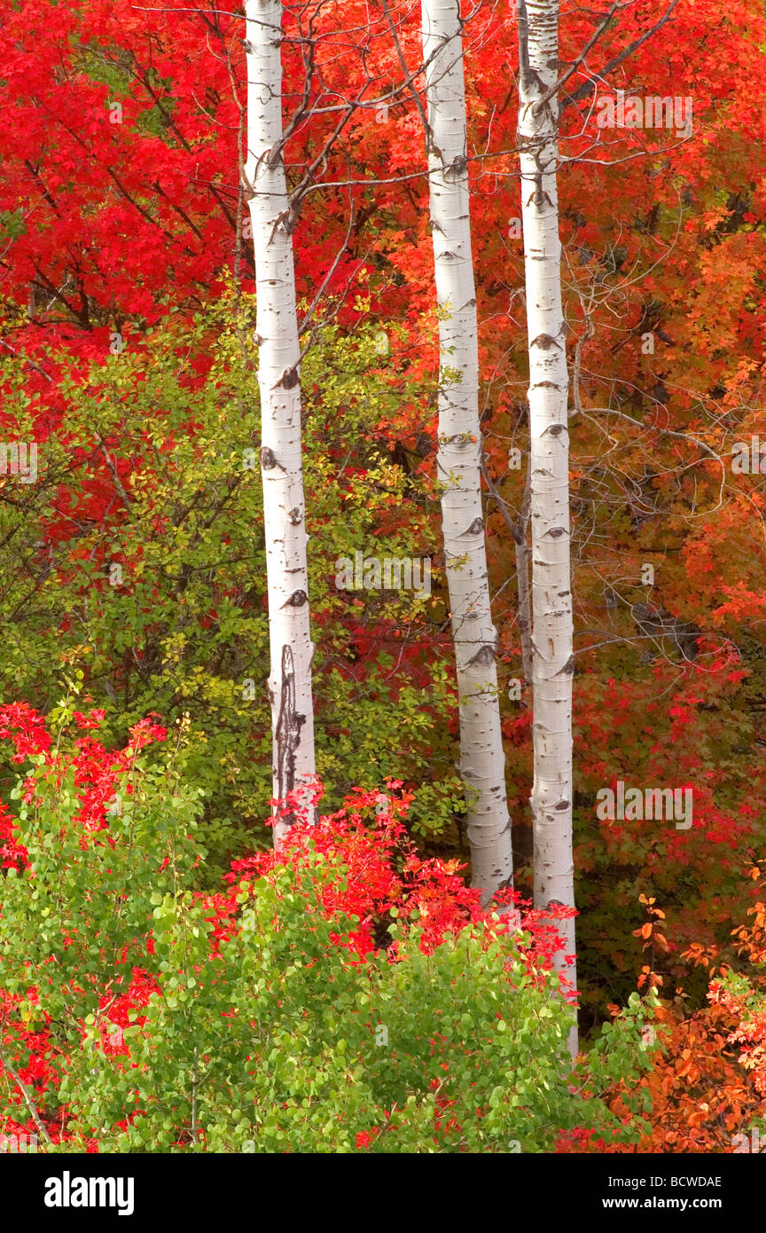 Stand of White Bark Trees in Autumn with turning red orange yellow ...