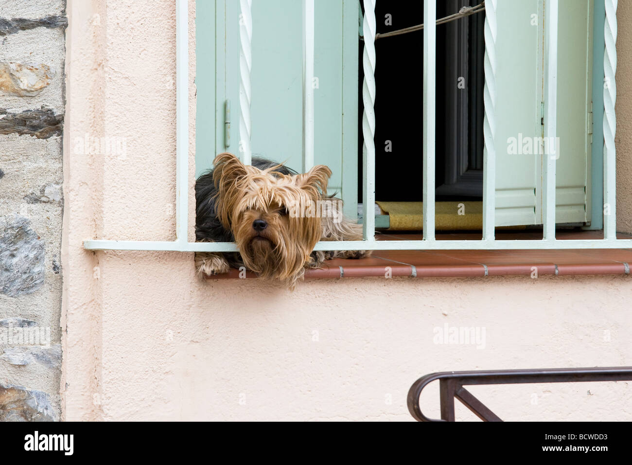 Dog on window ledge Stock Photo - Alamy