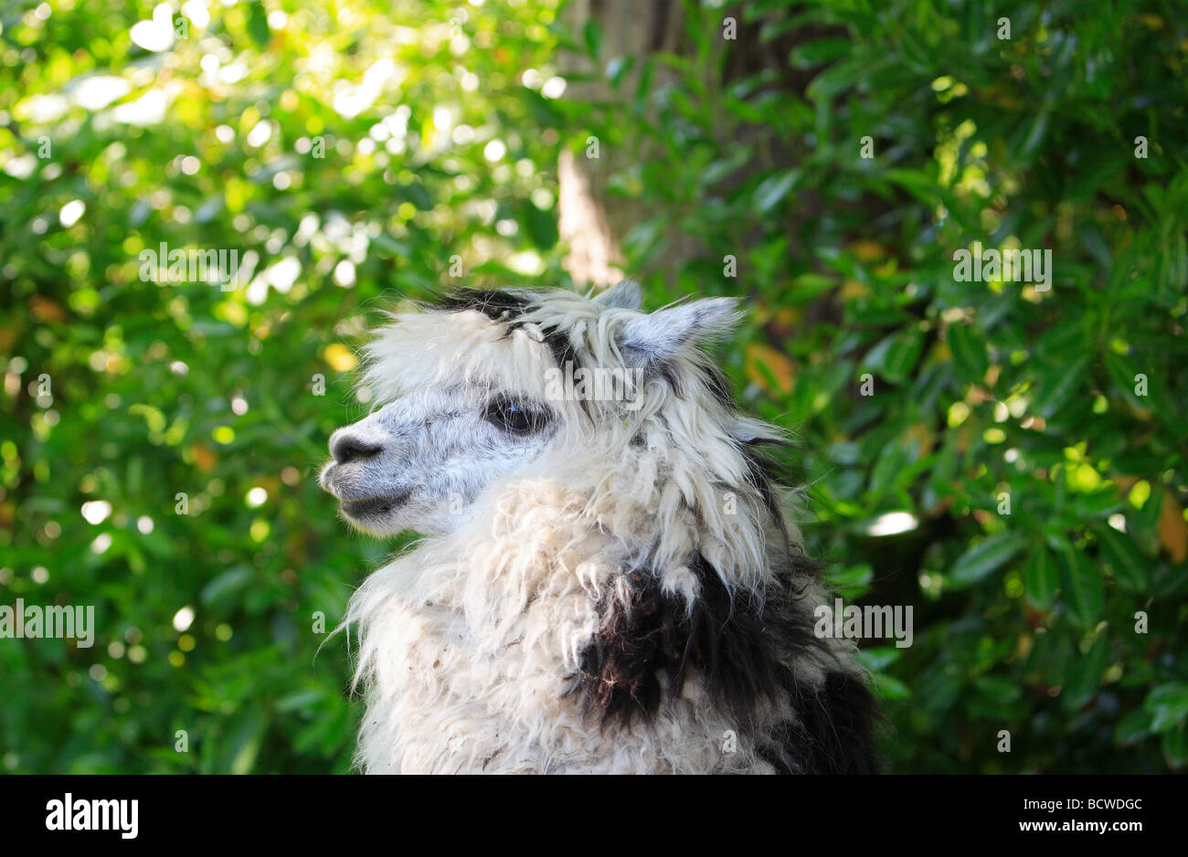 Wooly animal hi-res stock photography and images - Alamy