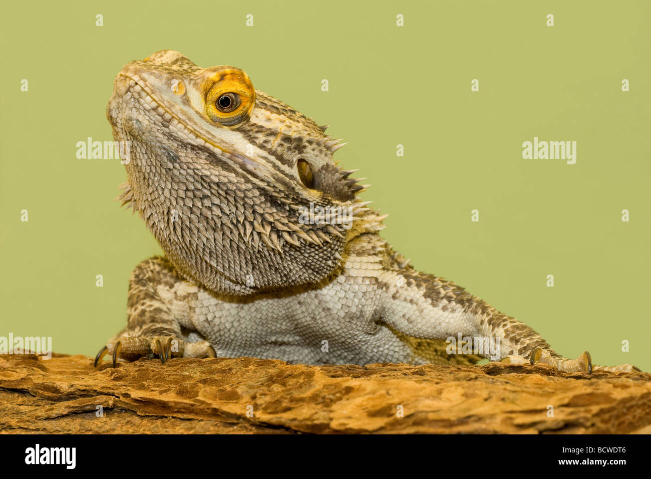 Bearded dragon or pogona hi-res stock photography and images - Alamy