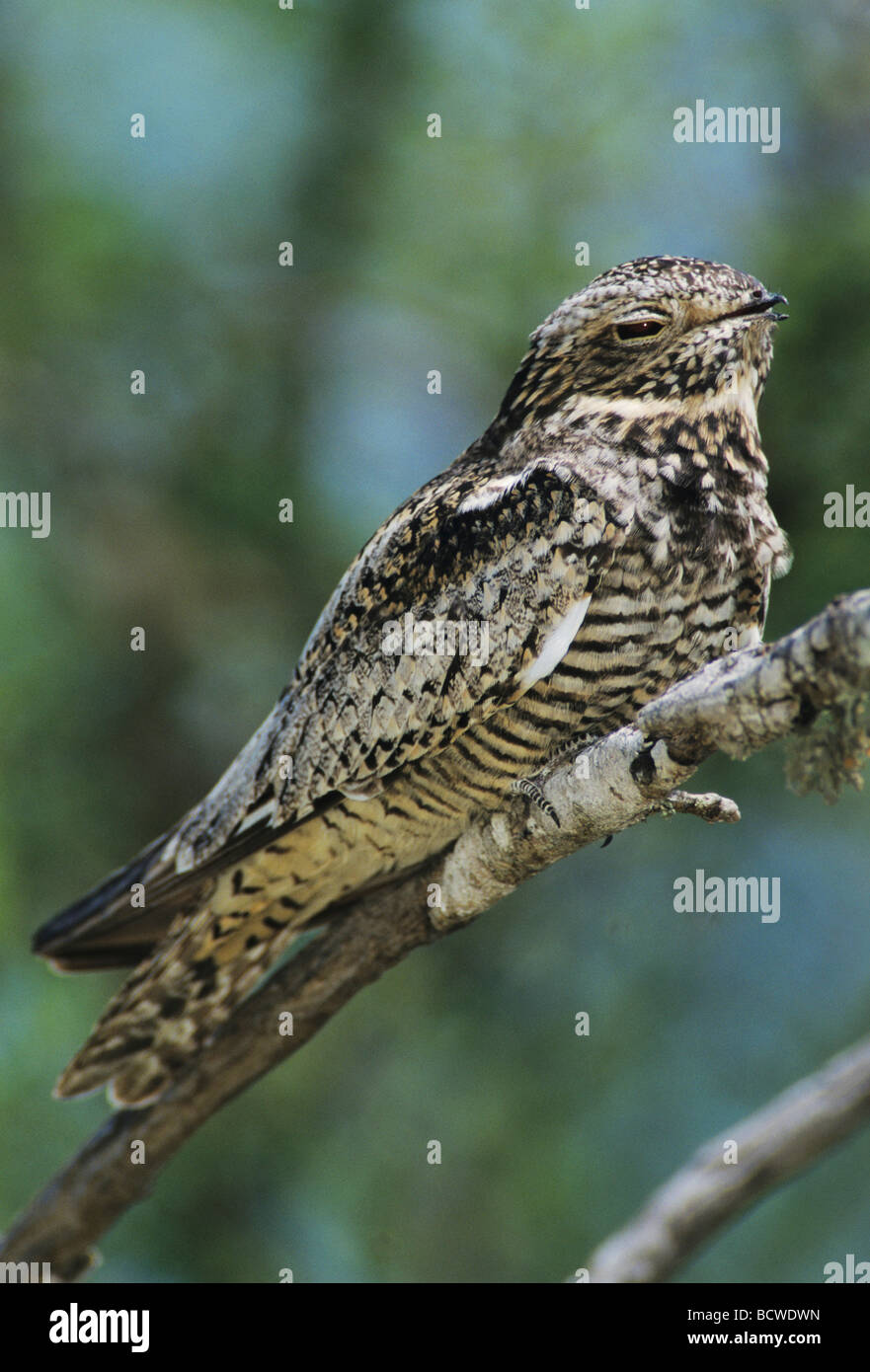 Lesser Nighthawk Chordeiles acutipennis male on branch Lake Corpus ...