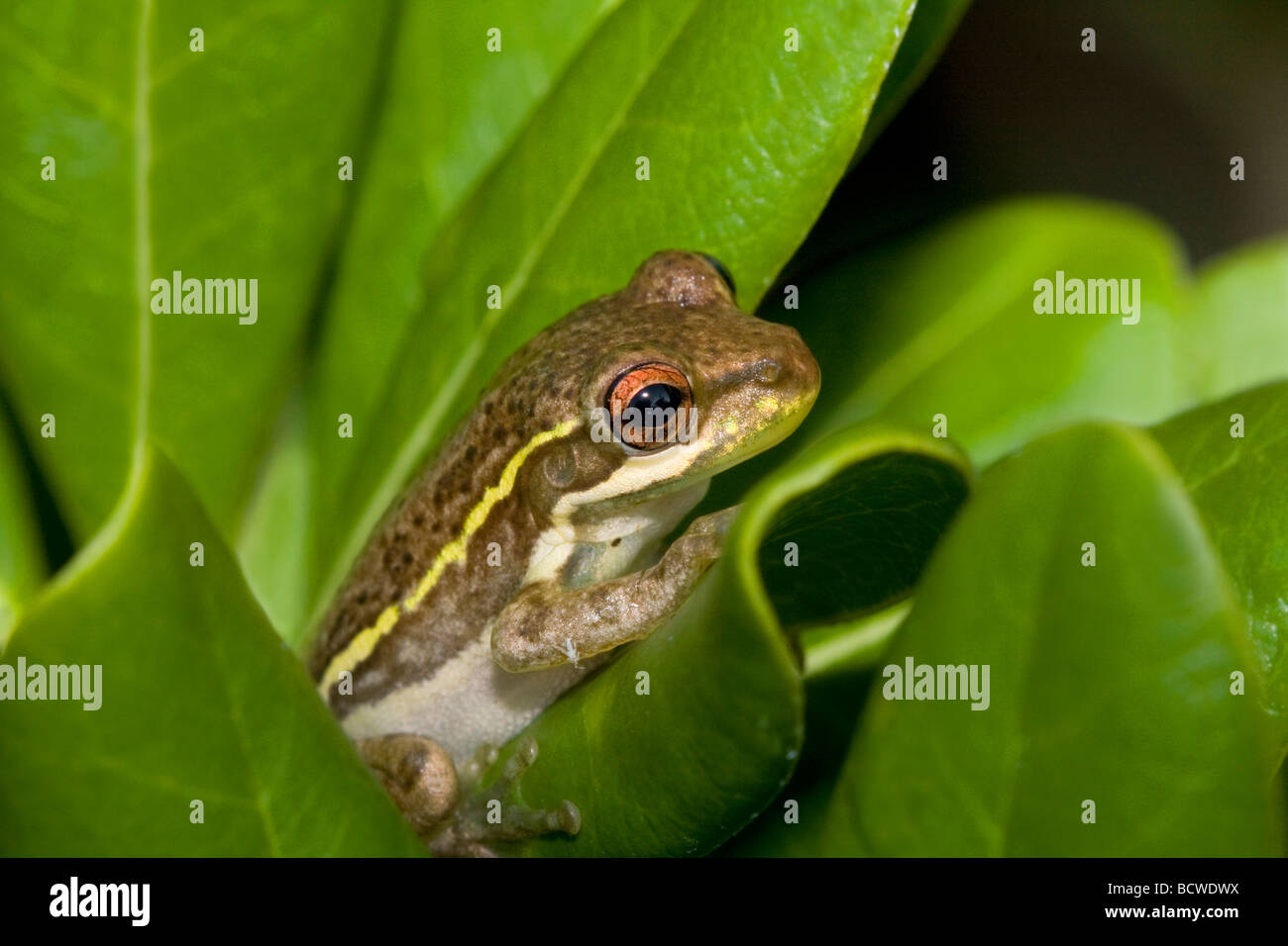 Osteopilus septentrionalis hi-res stock photography and images - Alamy
