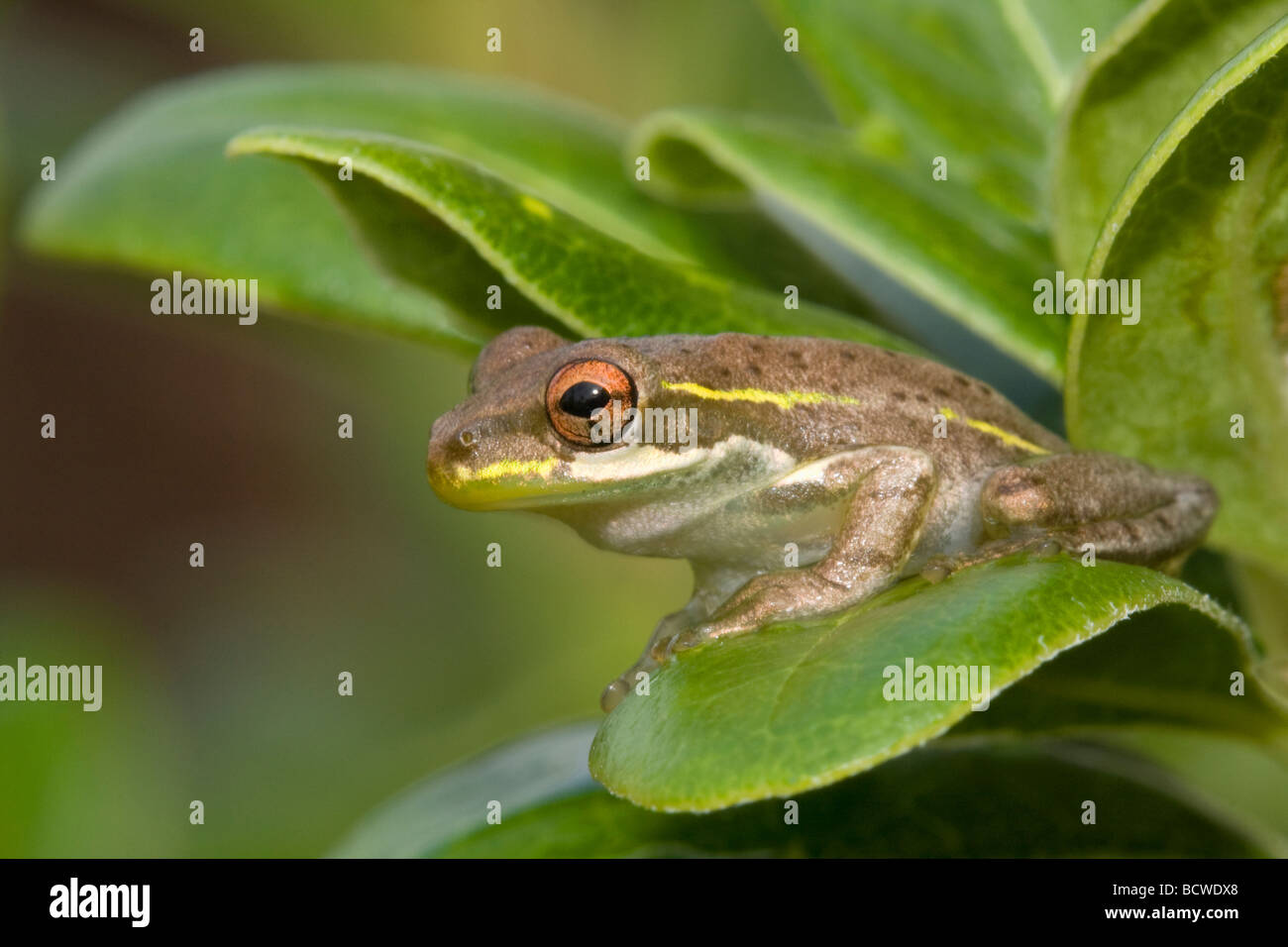 Close-up of a Cuban Tree Frog (Osteopilus septentrionalis Stock Photo ...