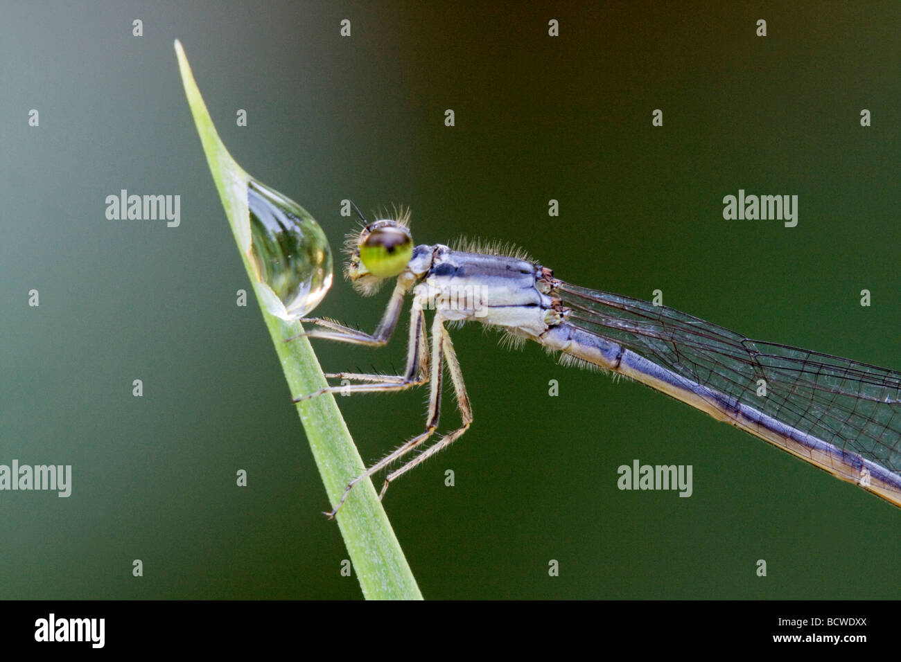 Close-up of a female Fragile Forktail damselfly (Ischnura posita) on a ...