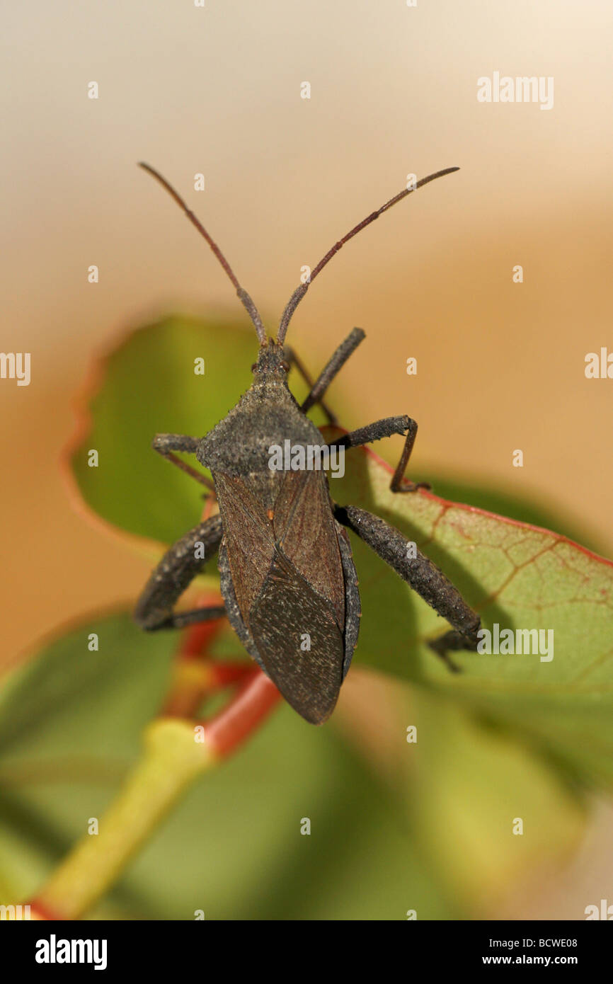Leaf footed hi-res stock photography and images - Alamy
