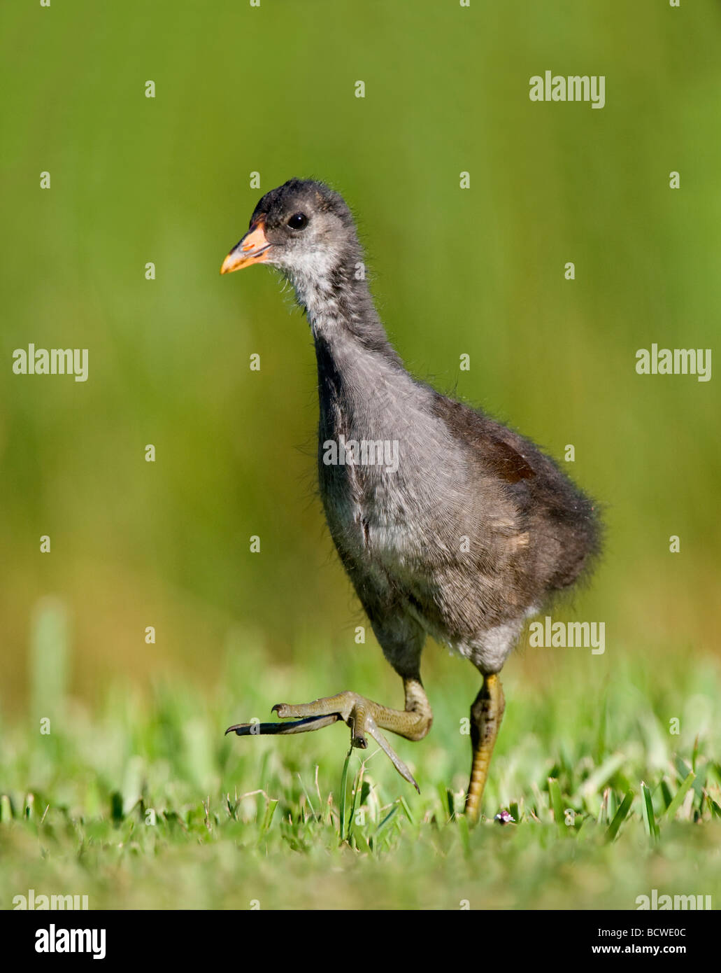 Waterhen gallinula chloropus hi-res stock photography and images - Alamy