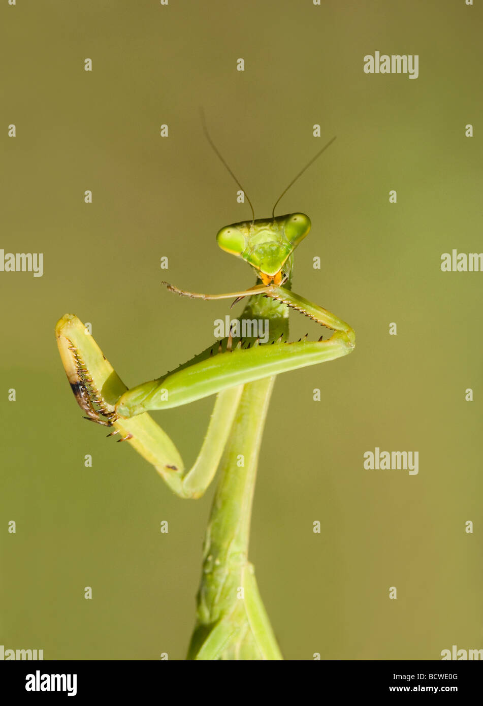 Praying mantis religiosa close hi-res stock photography and images - Alamy