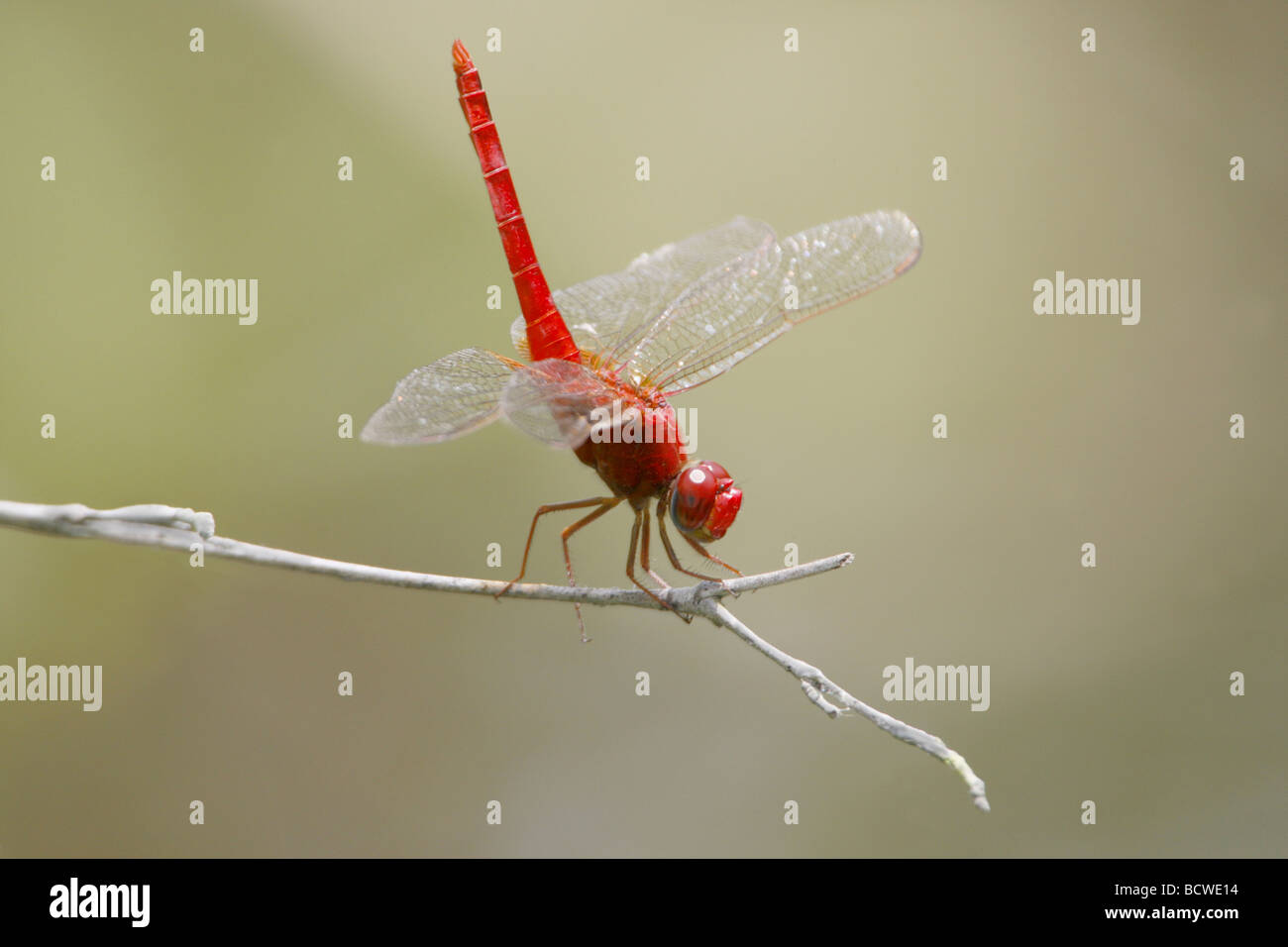 Close-up of a Scarlet Skimmer (Crocothemis servilia) dragonfly Stock ...