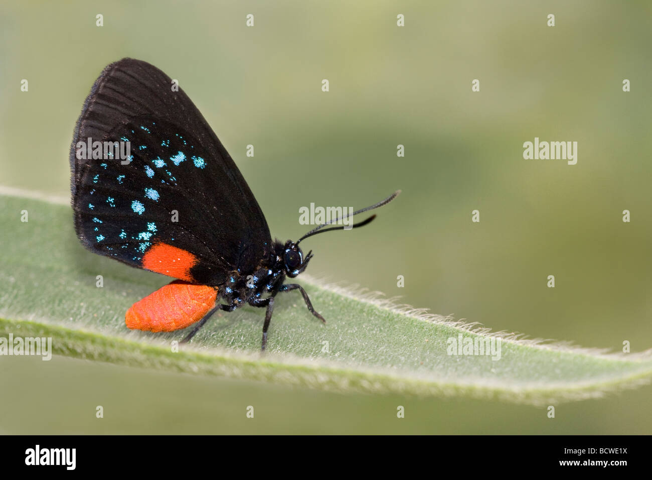Close-up of an Atala butterfly (Eumaeus atala) on a leaf Stock Photo ...