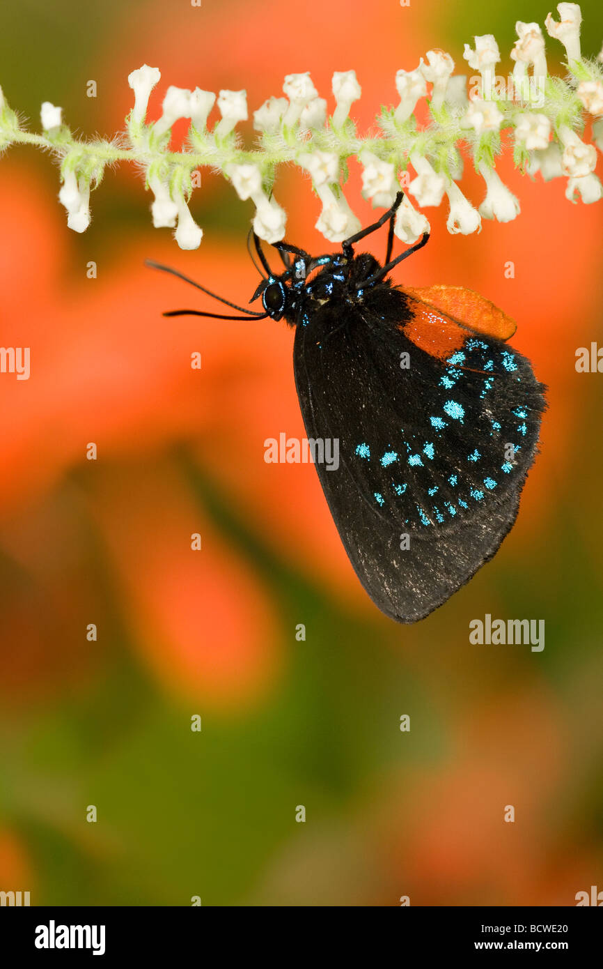 Close-up of an Atala butterfly (Eumaeus atala) pollinating a flower ...