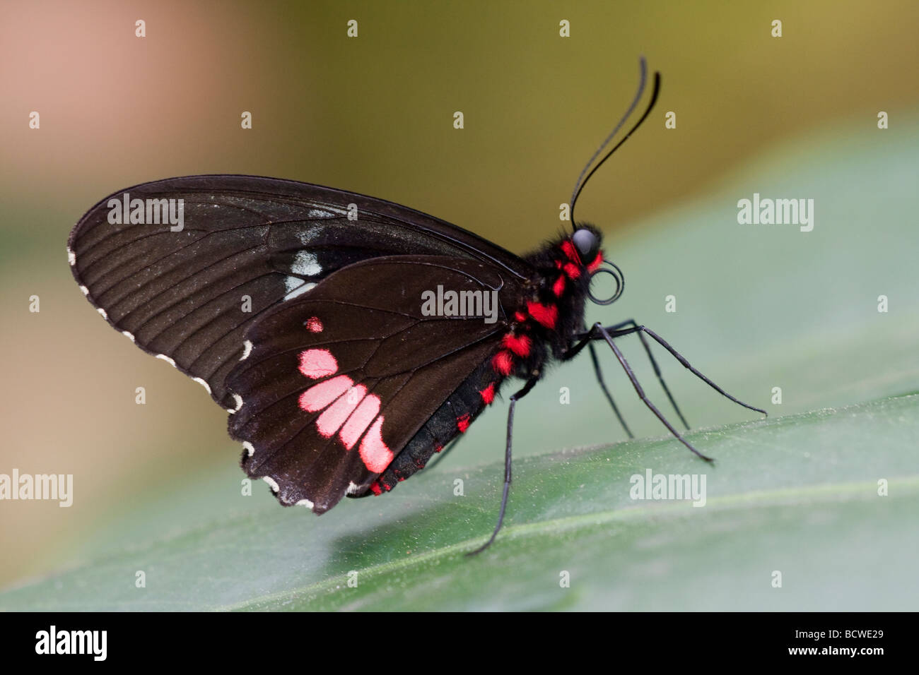 Patched animal hi-res stock photography and images - Alamy