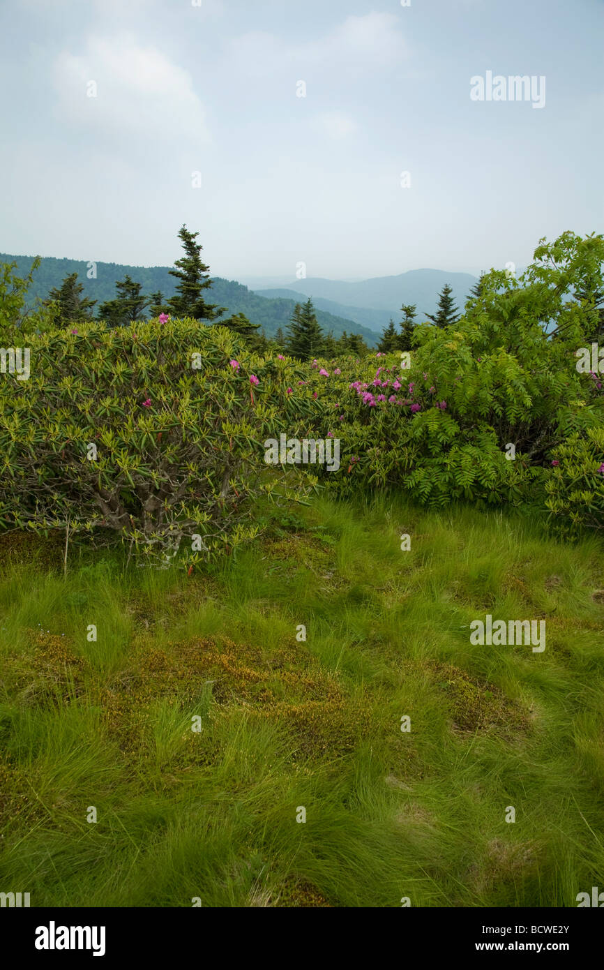 Round bald hi-res stock photography and images - Alamy