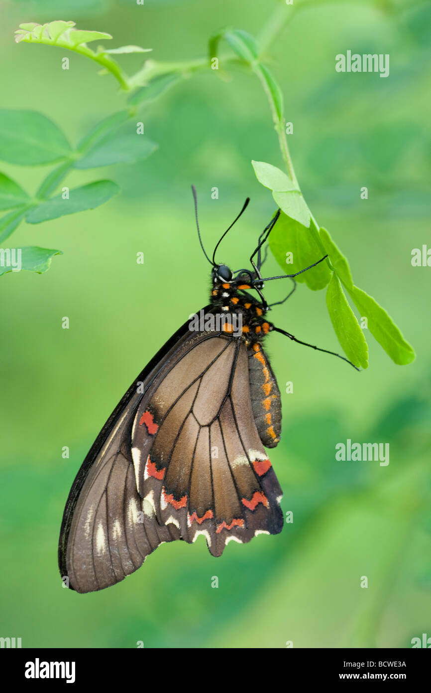 Close-up of a Gold Rim Swallowtail (Battus polydamas) butterfly Stock ...