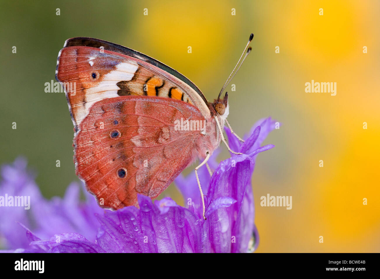 Entomology buckeye butterfly hi-res stock photography and images - Alamy