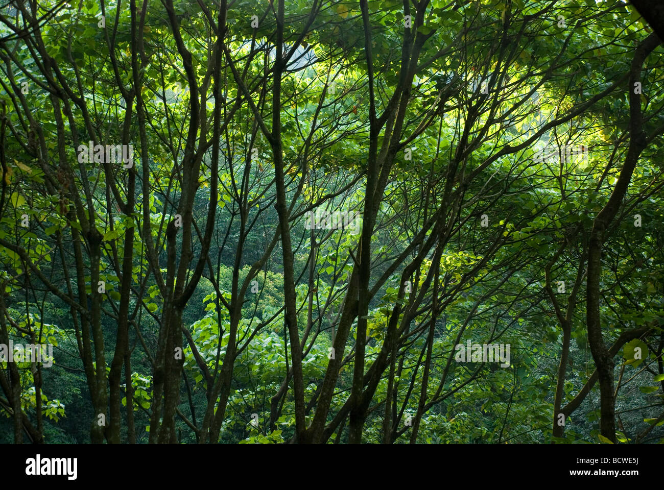 Forest rainforest trees hi-res stock photography and images - Alamy