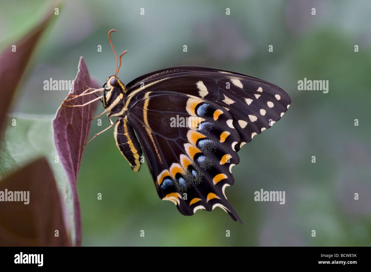 Close-up of a Palamedes Swallowtail (Papilio palamedes) butterfly Stock ...