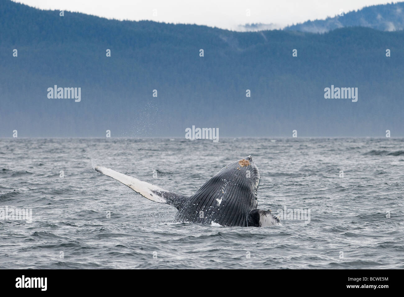 Humpback whale breaching, showing pectoral fin Stock Photo - Alamy
