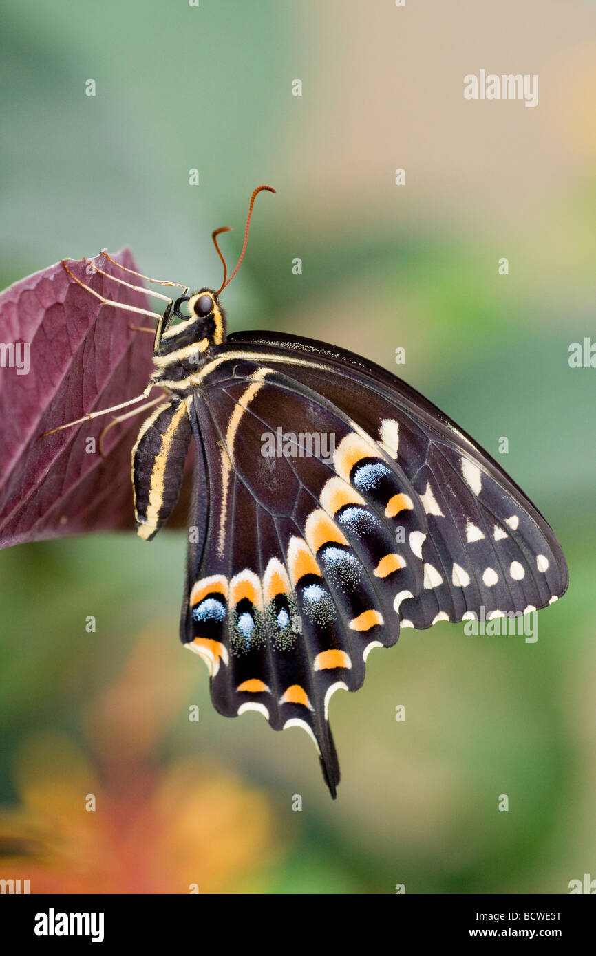 Close-up of a Palamedes Swallowtail (Papilio palamedes) butterfly Stock ...