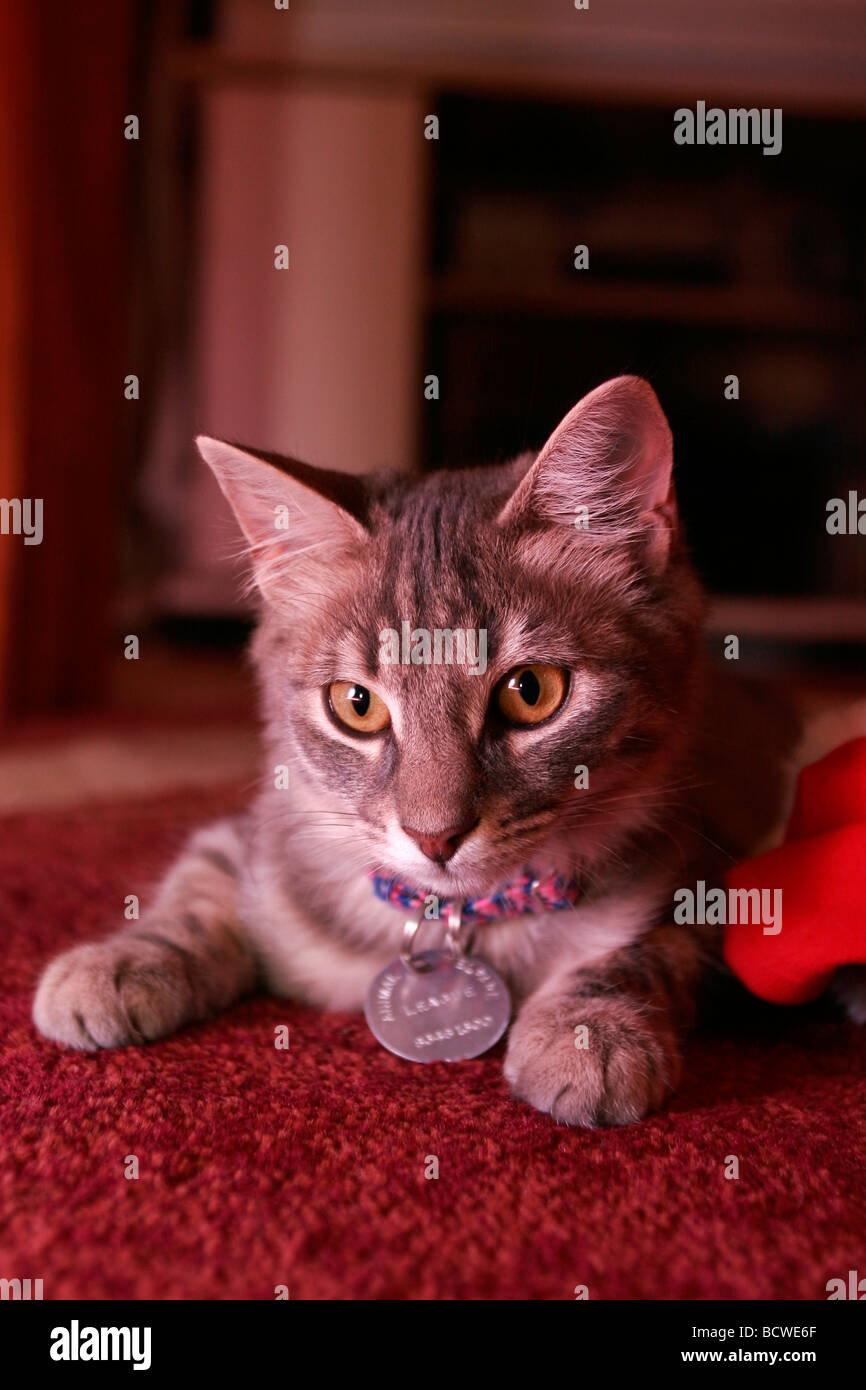 Portrait of a domestic house cat Stock Photo - Alamy