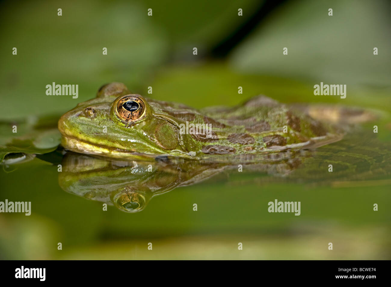 Chiricahua Leopard Frog (Rana chiricahuensis) Arizona - USA - Also known as Ramsey Canyon ...