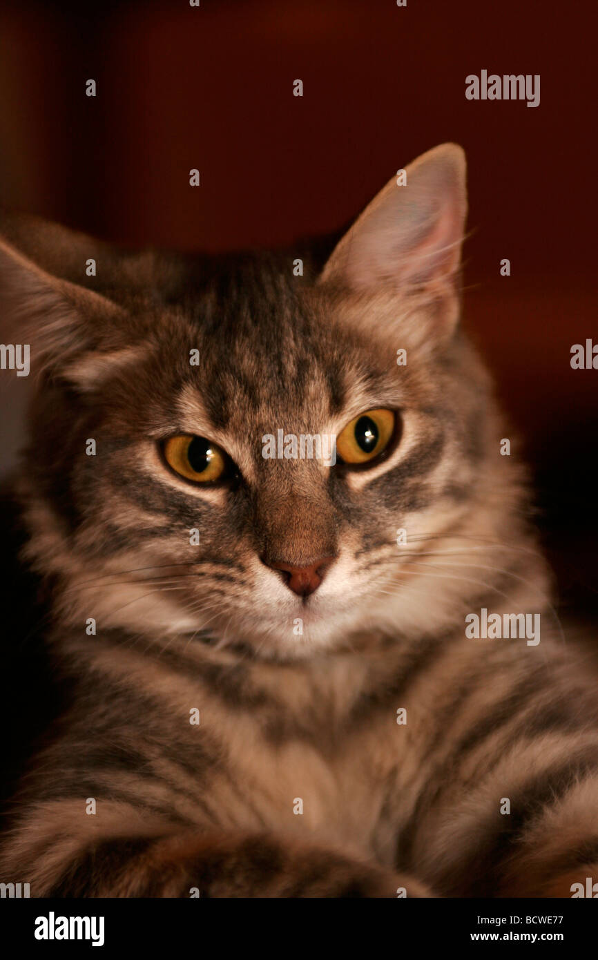 Portrait of a domestic house cat Stock Photo - Alamy