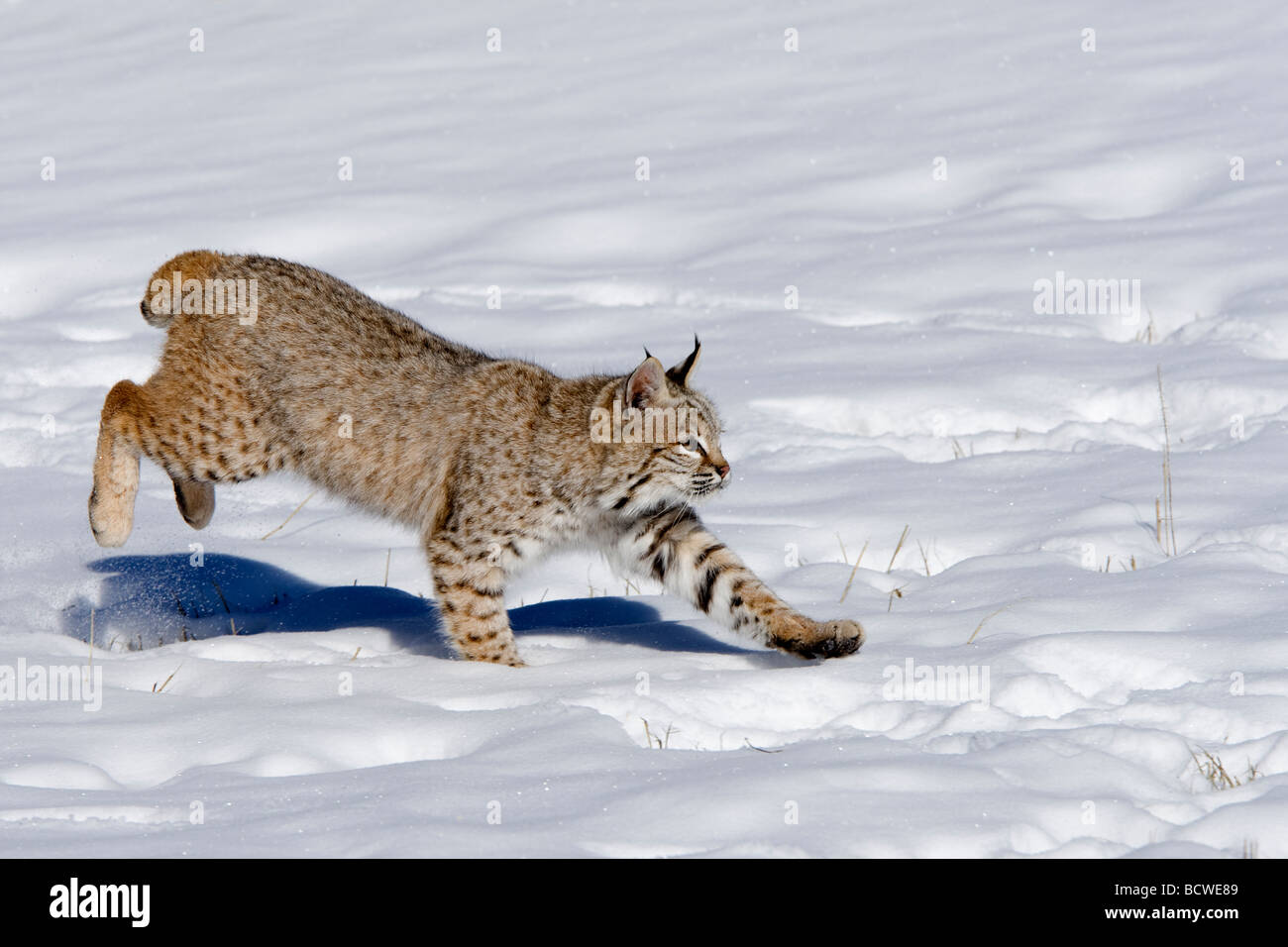 Bobcat (Lynx rufus) running in a snow covered field Stock Photo - Alamy