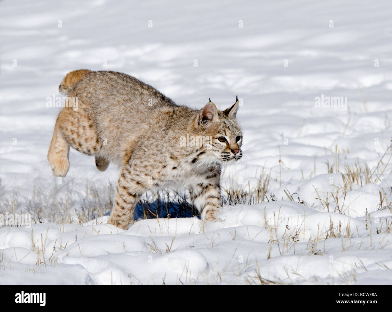 Bobcat (Lynx rufus) running in a snow covered field Stock Photo - Alamy