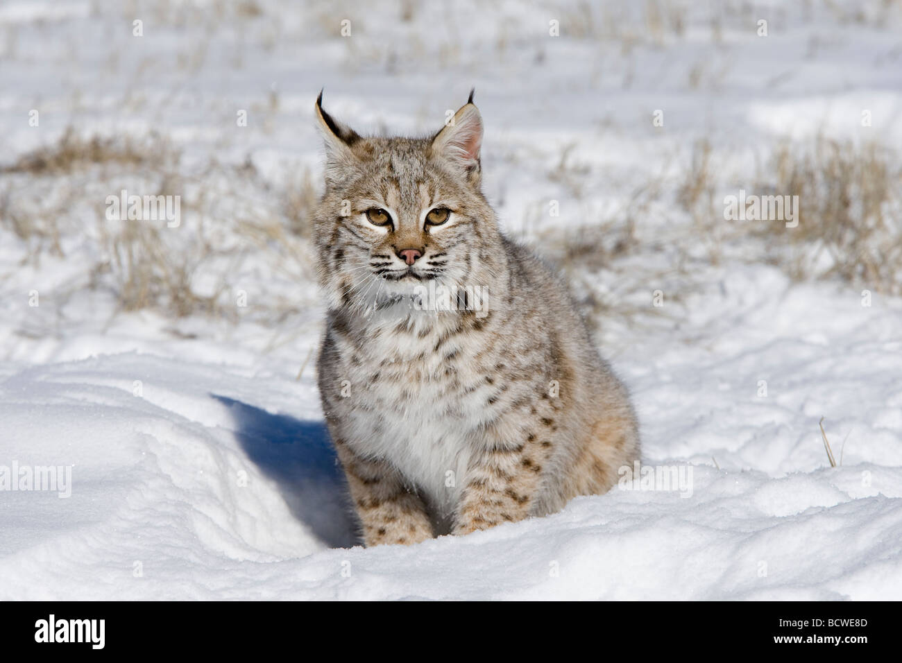 Bobcat (Lynx rufus) sitting in a snow covered field Stock Photo - Alamy