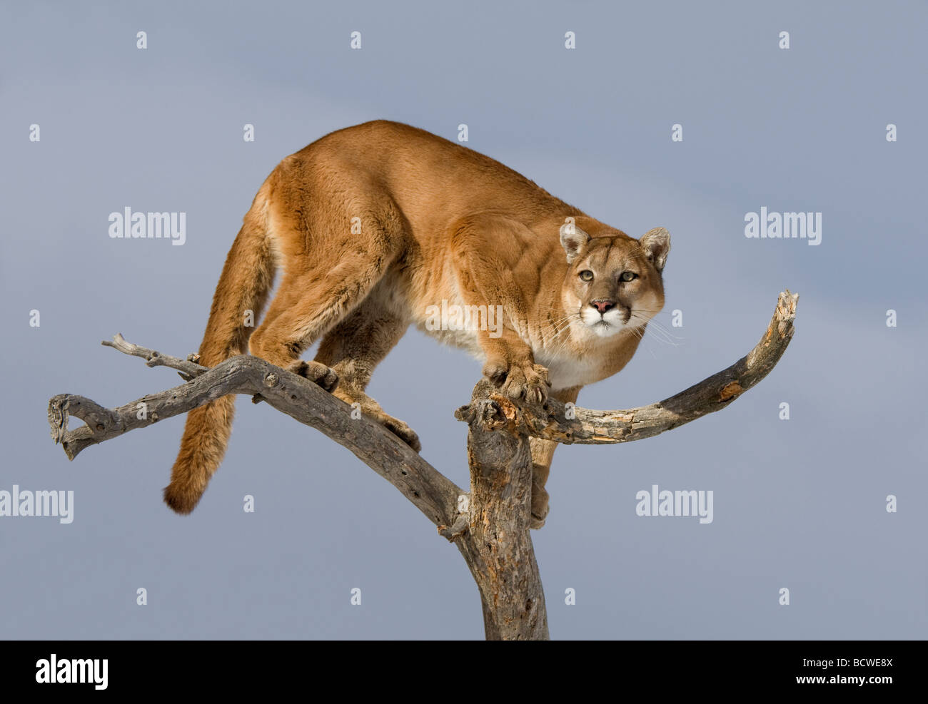 Mountain lion (Puma concolor) standing on a tree Stock Photo - Alamy
