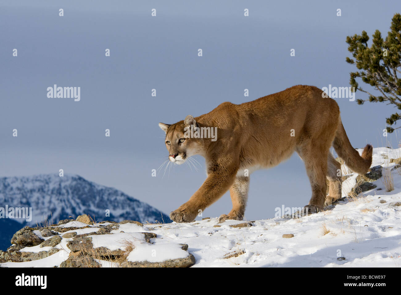 Side view cougar standing in hi-res stock photography and images - Alamy