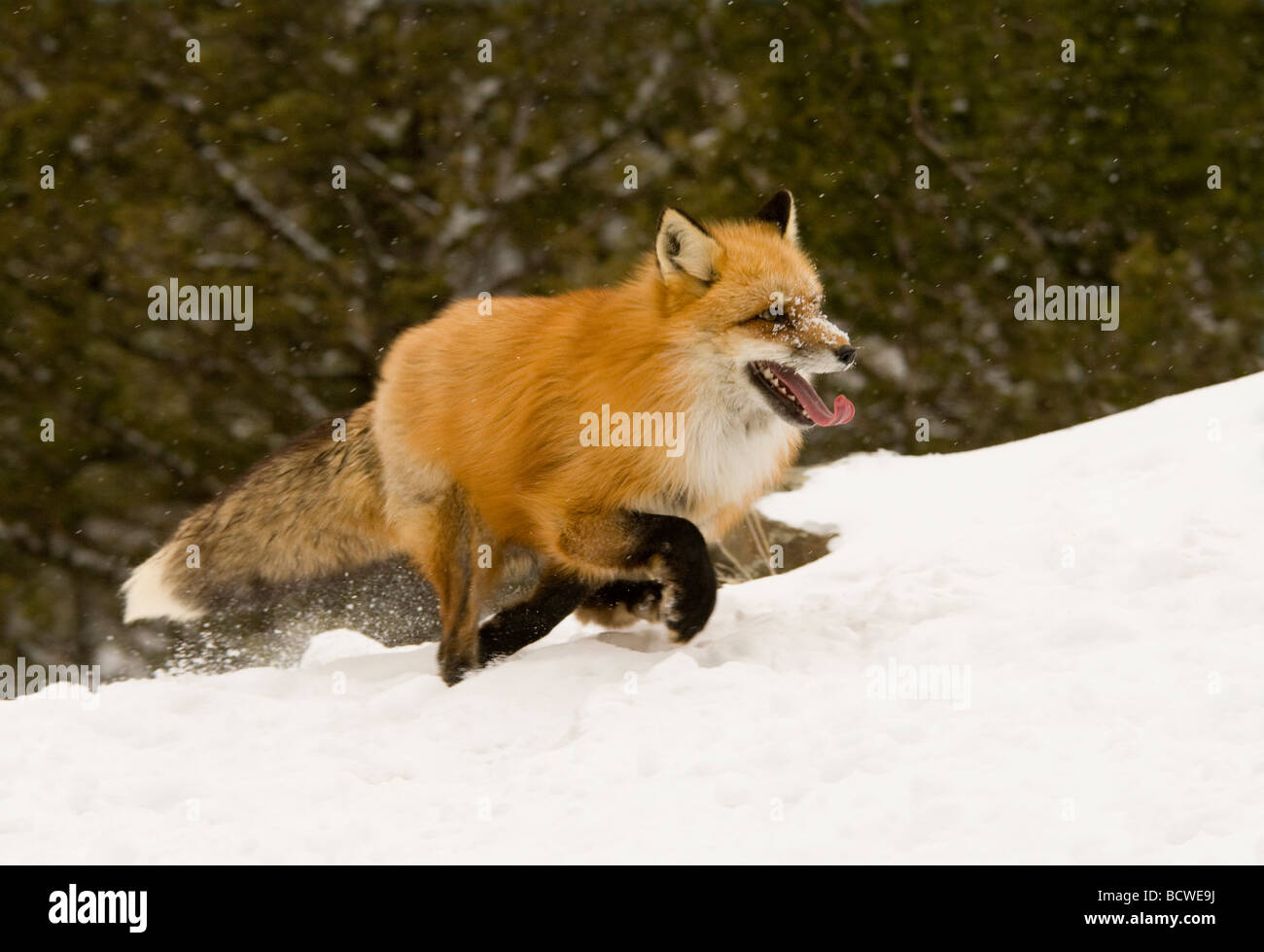 Red fox side view image hi-res stock photography and images - Alamy