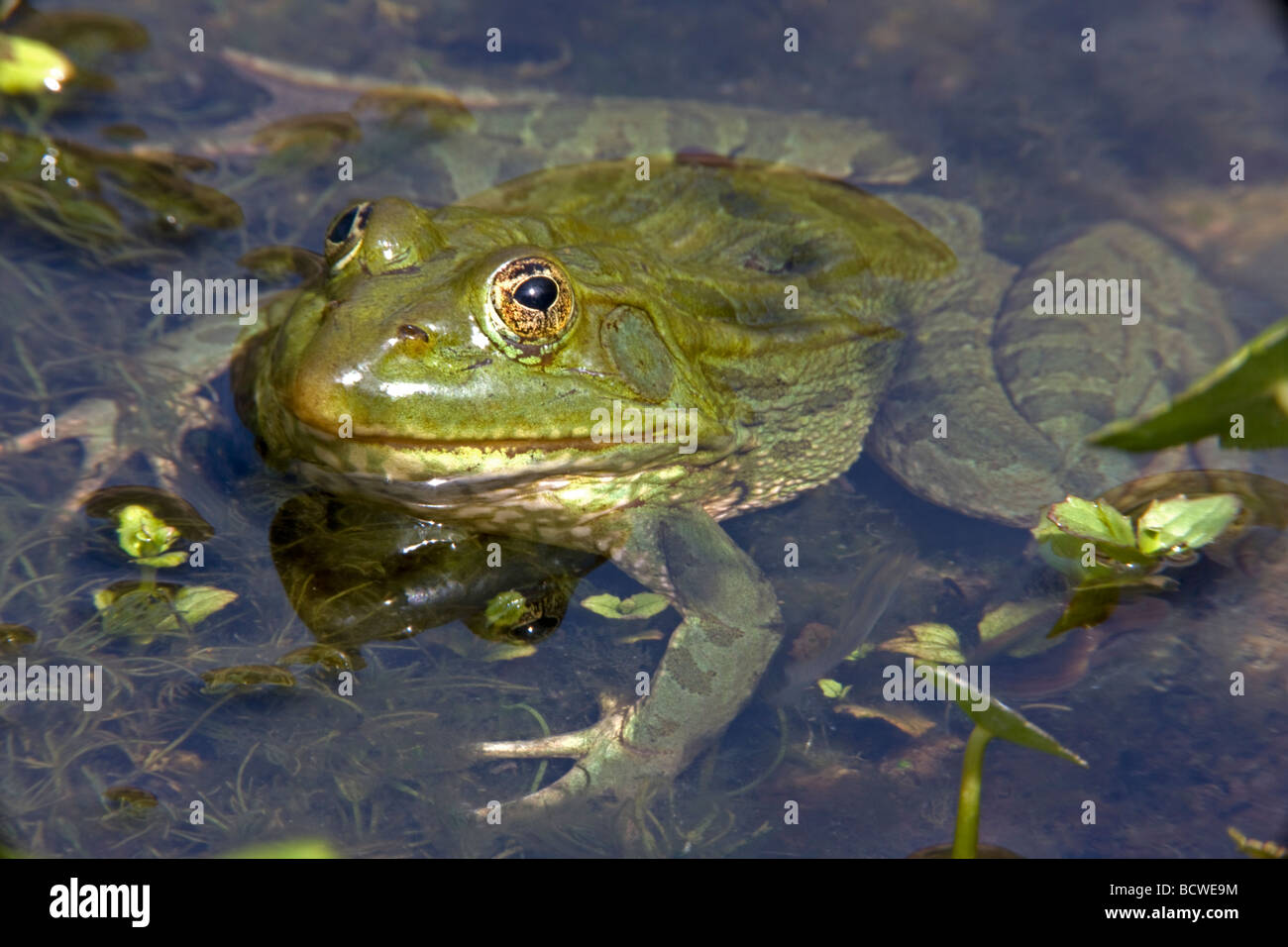 Chiricahua Leopard Frog (Rana chiricahuensis) -Arizona - USA - Also known as Ramsey Canyon ...