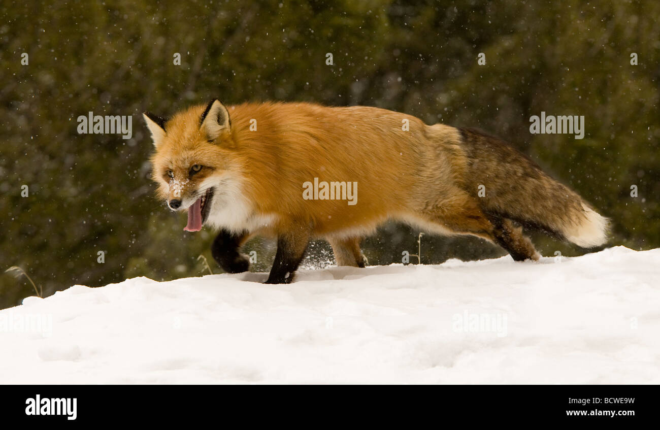 Red fox side view image hi-res stock photography and images - Alamy