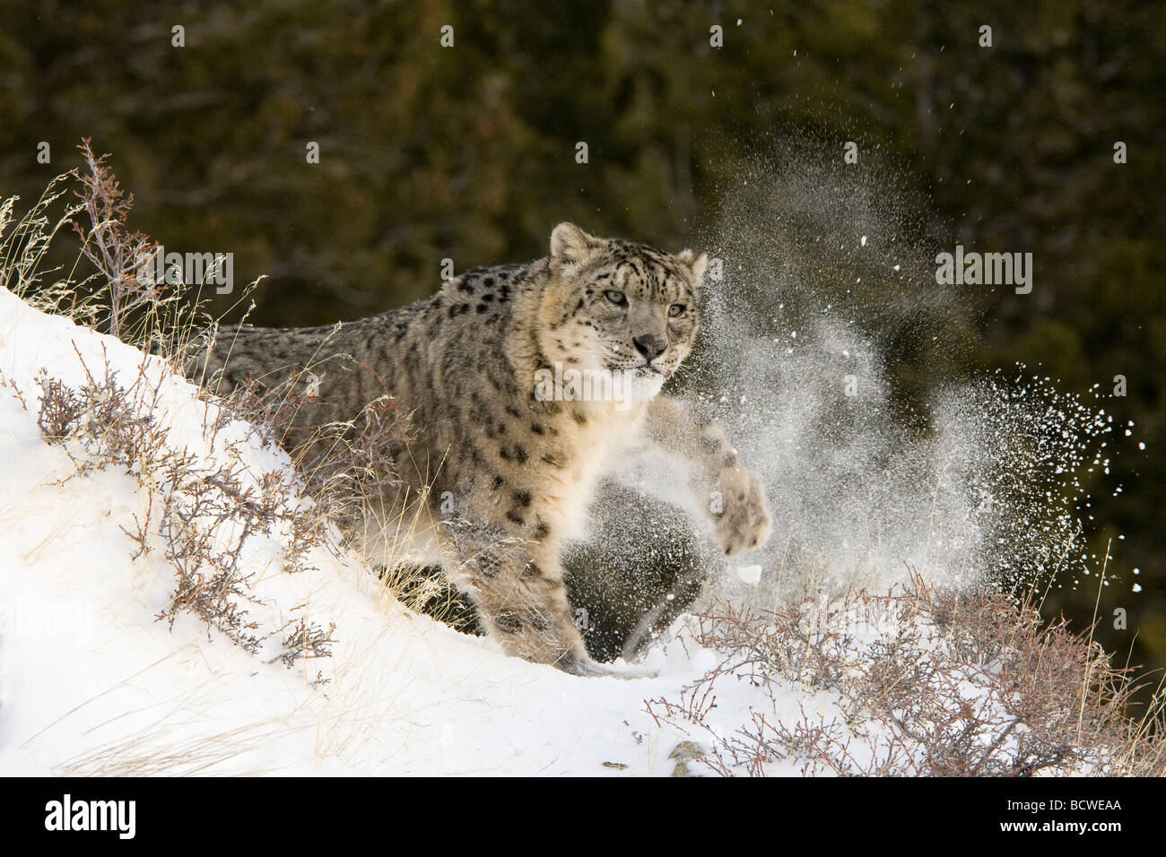 Snow leopard (Panthera uncia) walking in snow Stock Photo - Alamy
