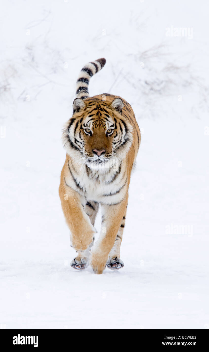 The siberian tiger hi-res stock photography and images - Alamy