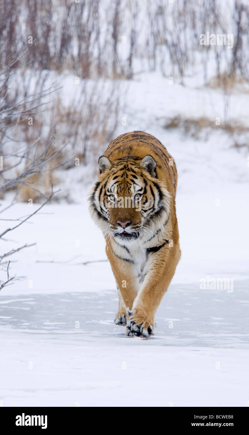 The siberian tiger hi-res stock photography and images - Alamy