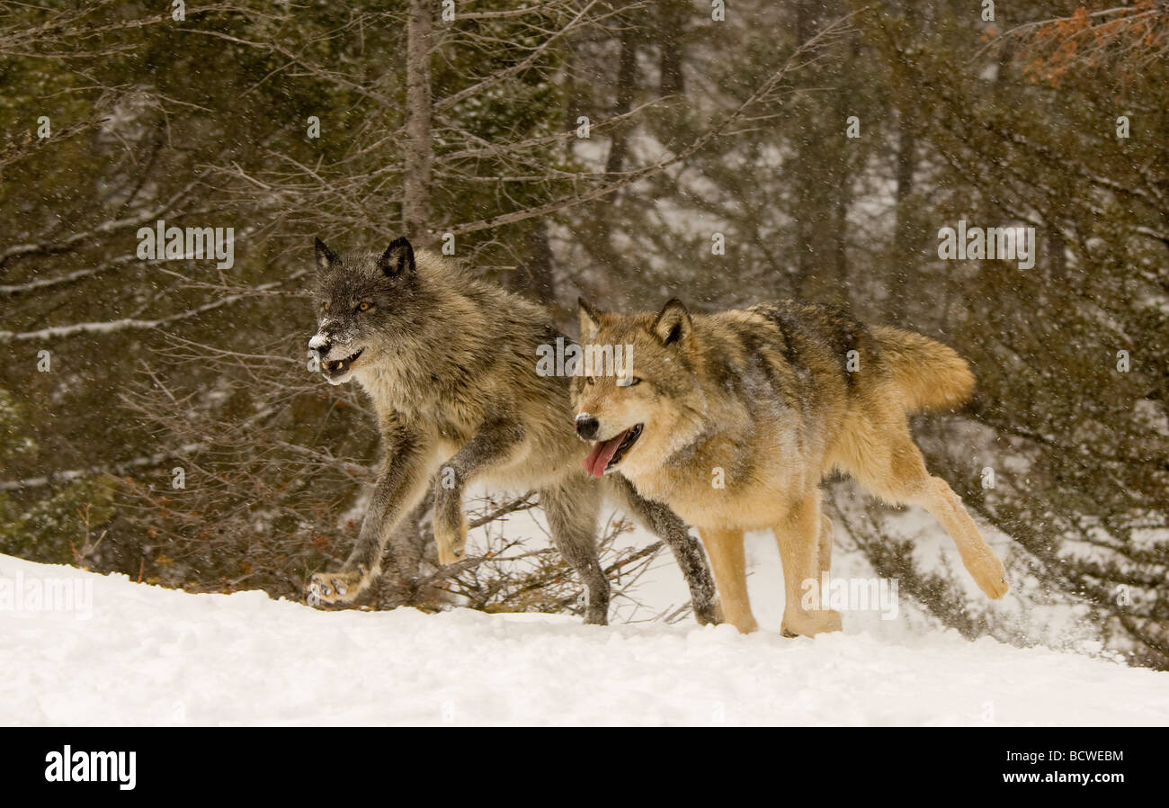 Wolves Snow High Resolution Stock Photography and Images - Alamy