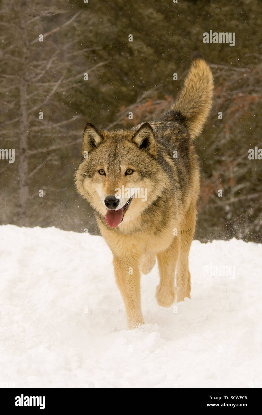 Wolf Front View High Resolution Stock Photography and Images - Alamy
