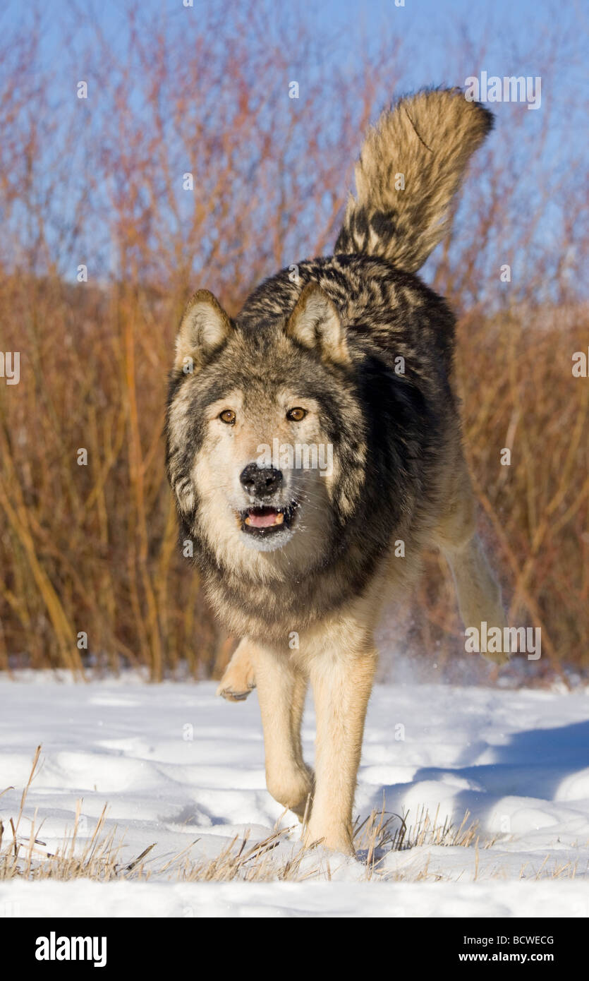 Gray wolf (Canis lupus) walking in a snow covered field Stock Photo - Alamy