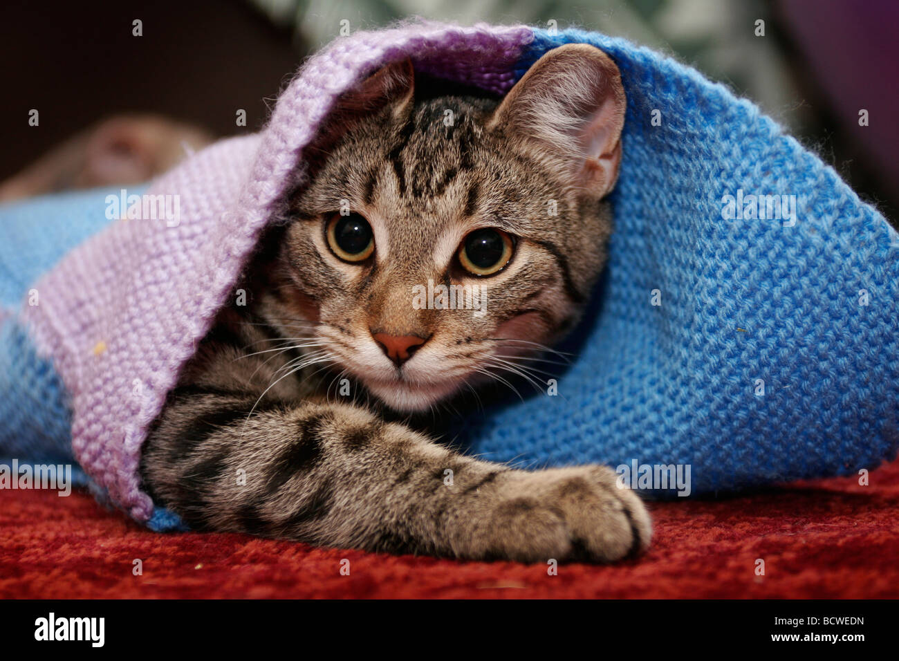 Cat hiding under blanket hi-res stock photography and images - Alamy