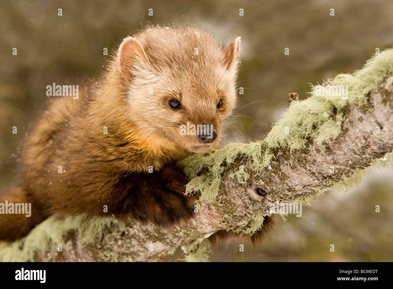 Tree martens hi-res stock photography and images - Alamy