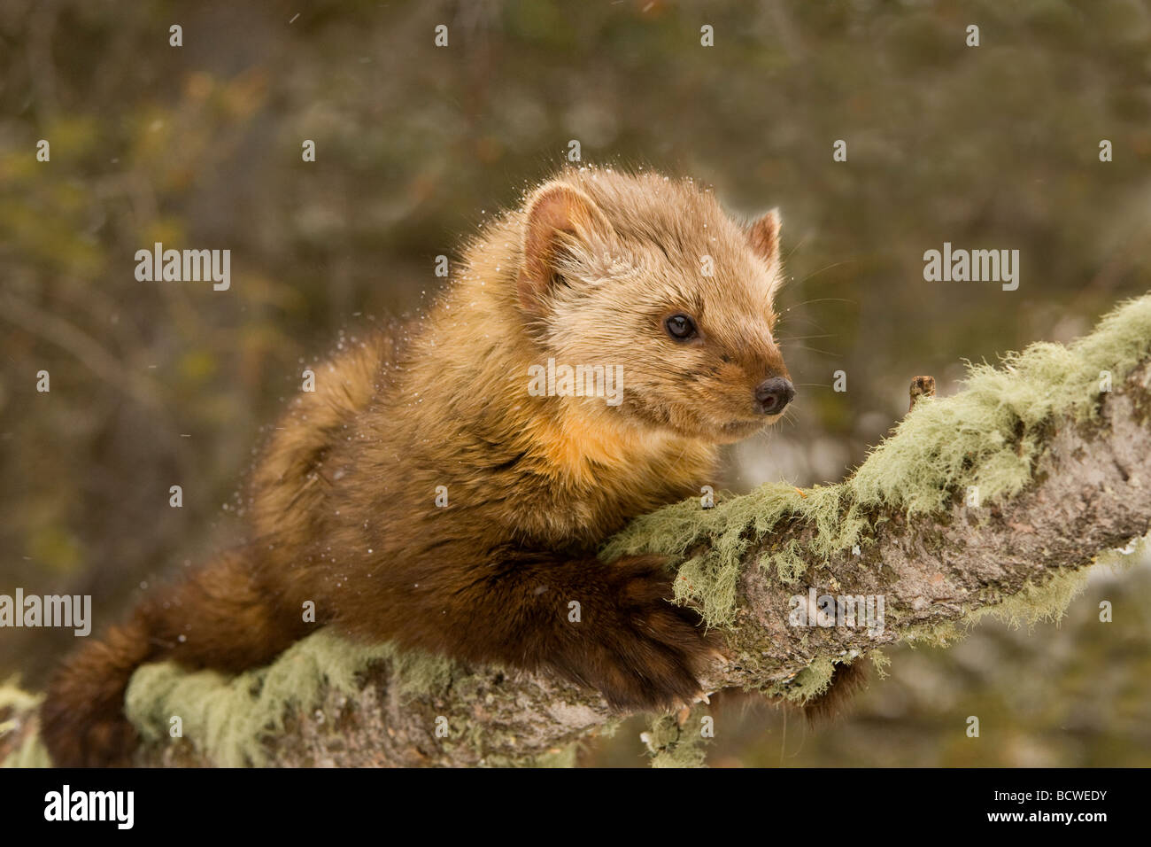 Close-up of a Pine marten (Martens americana) on a tree branch Stock ...