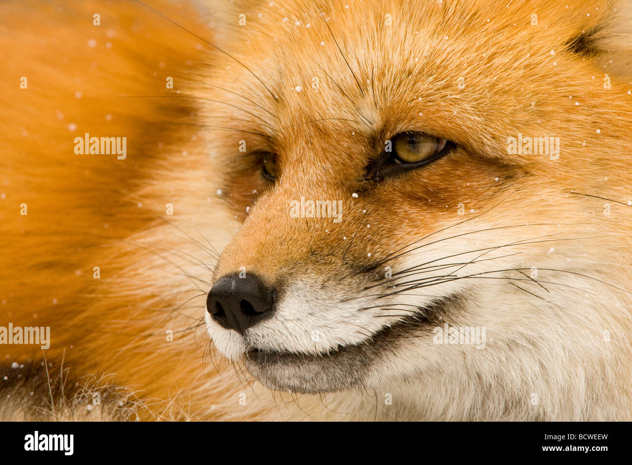 Red fox front view image hi-res stock photography and images - Alamy