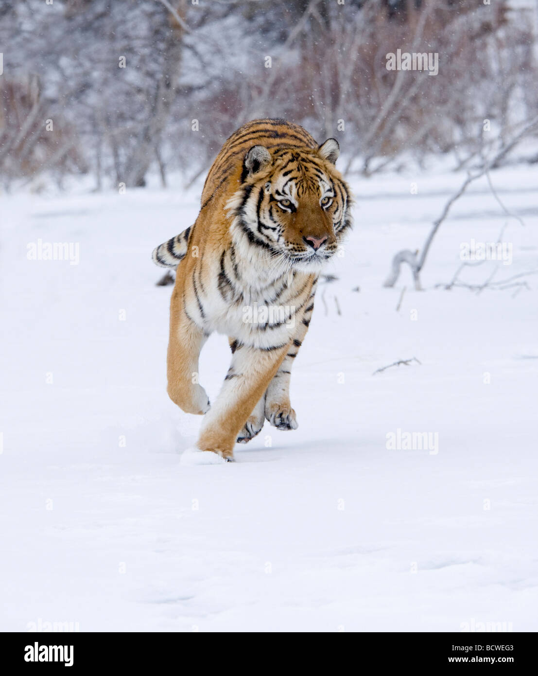 White Tigers Running