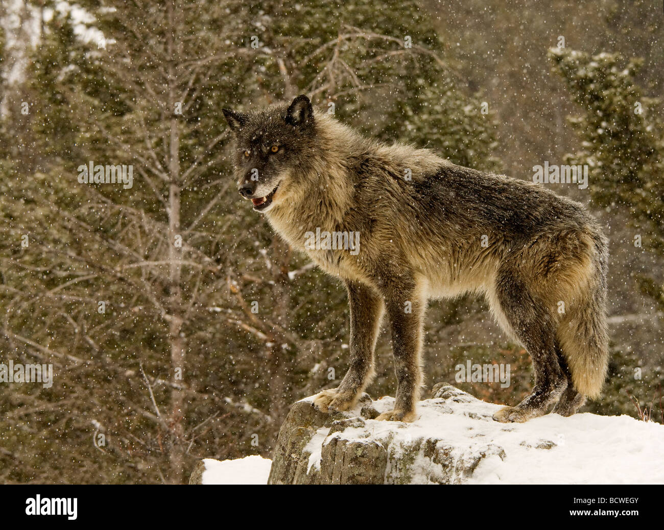 Standing wolf hi-res stock photography and images - Alamy