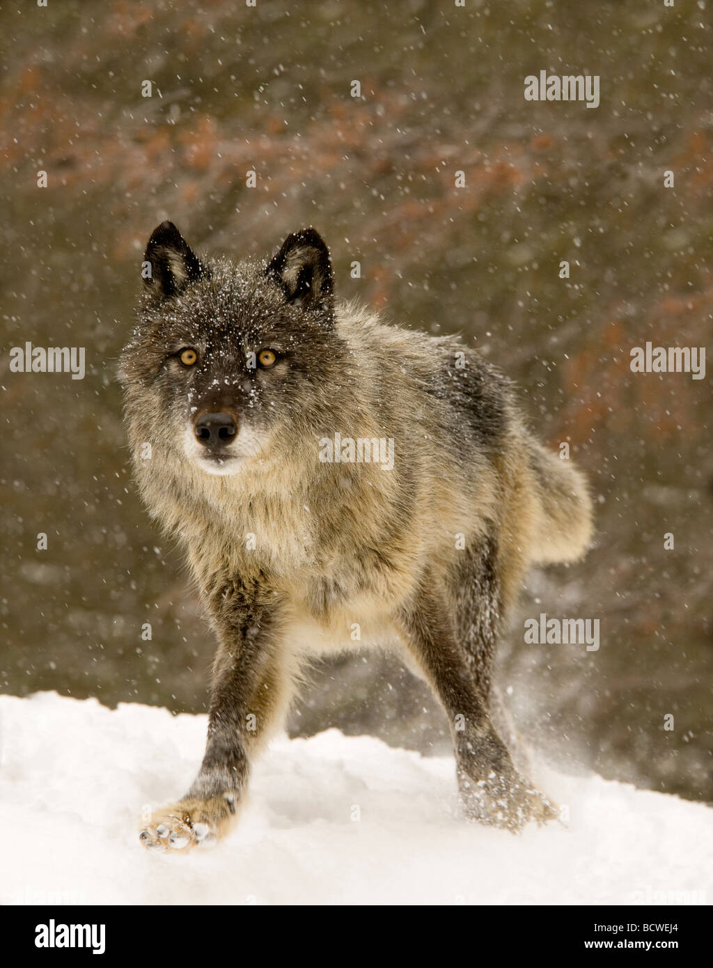 Wolf front view hi-res stock photography and images - Alamy