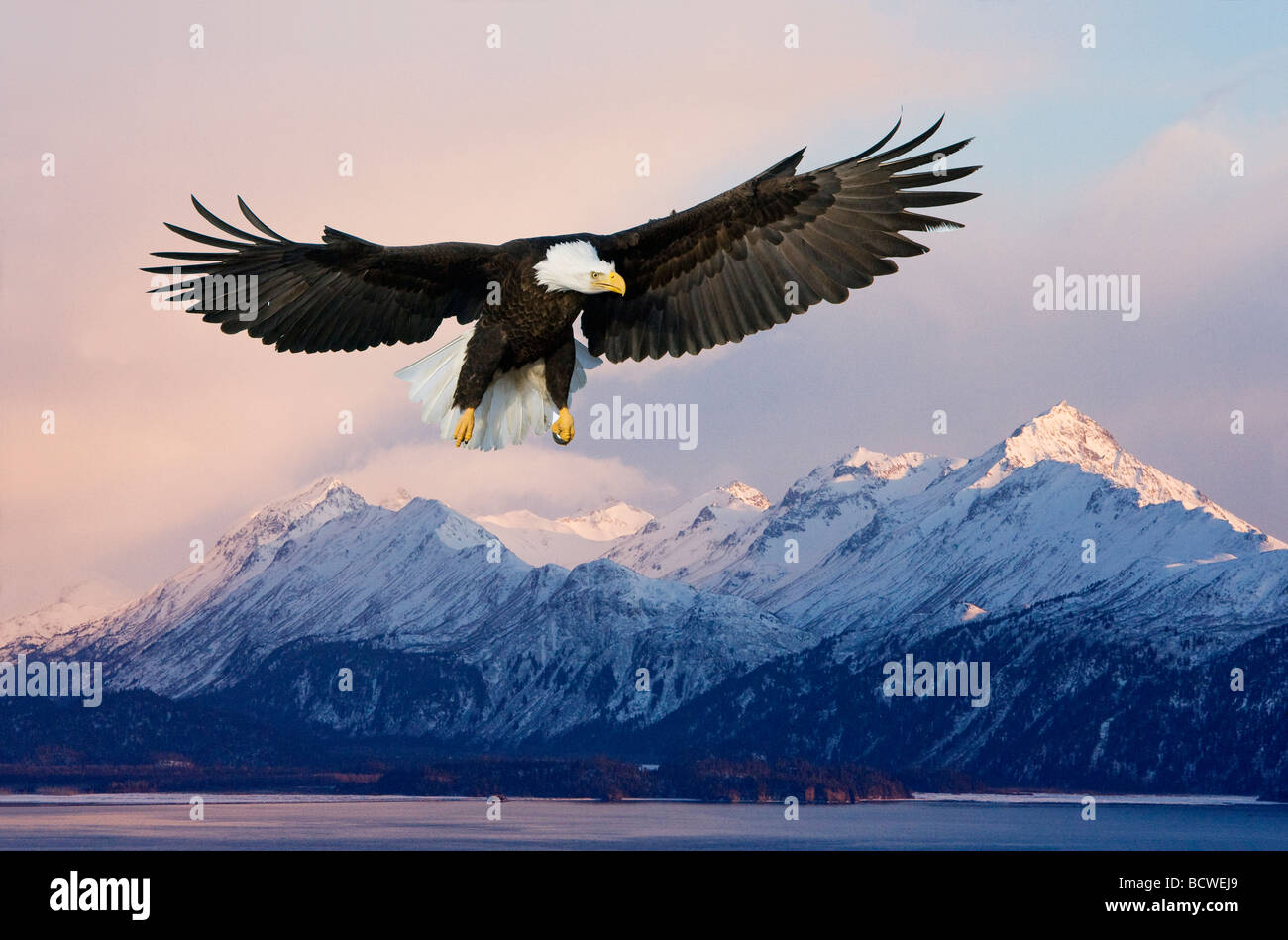 Eagle With Wings Spread High Resolution Stock Photography and Images - Alamy